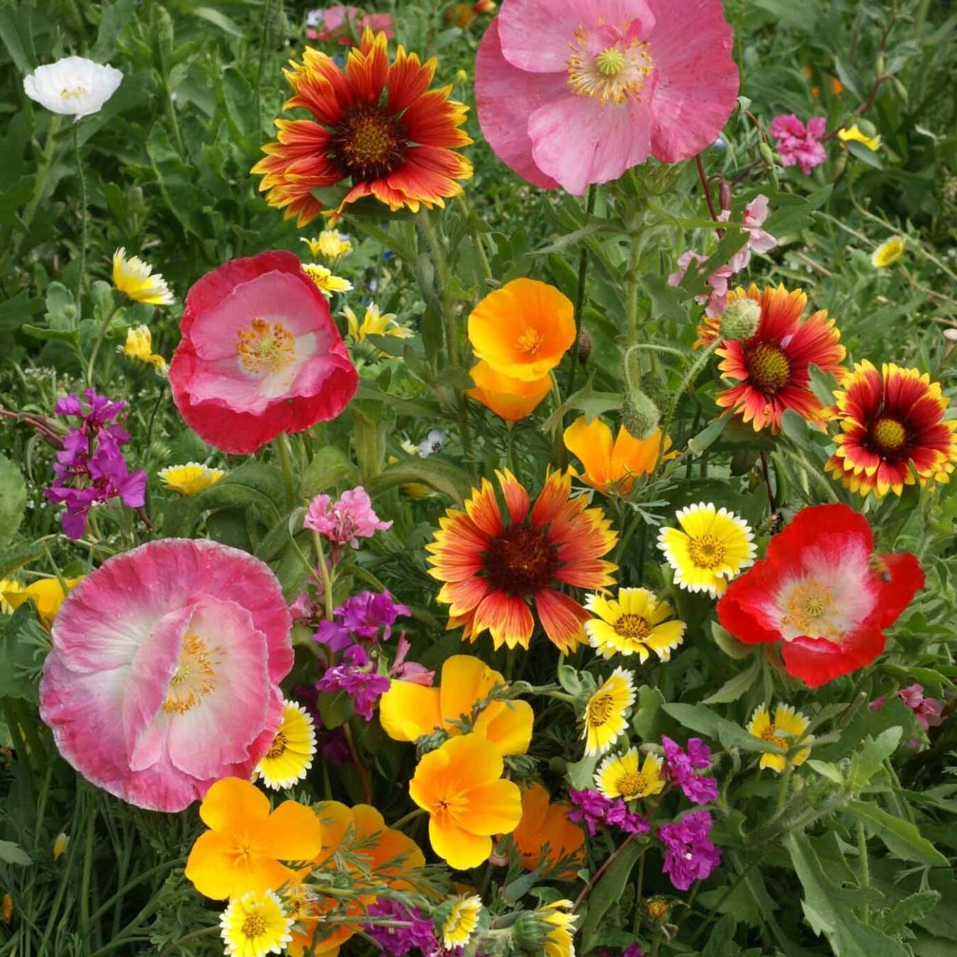 Sale - Great Basin Seed