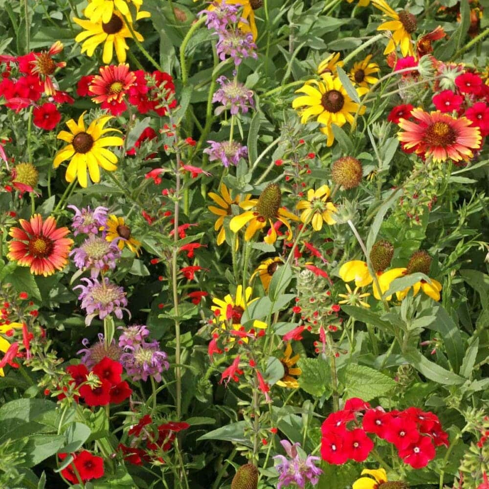 Sale - Great Basin Seeds