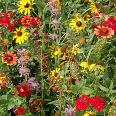 Great Basin Seed - your source for farm, ranch and range seed