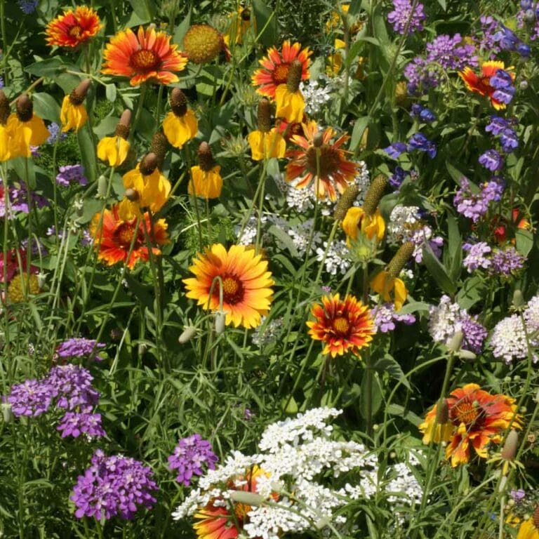 Western Wildflower Seed Mix - Great Basin Seeds - Flower Mixes