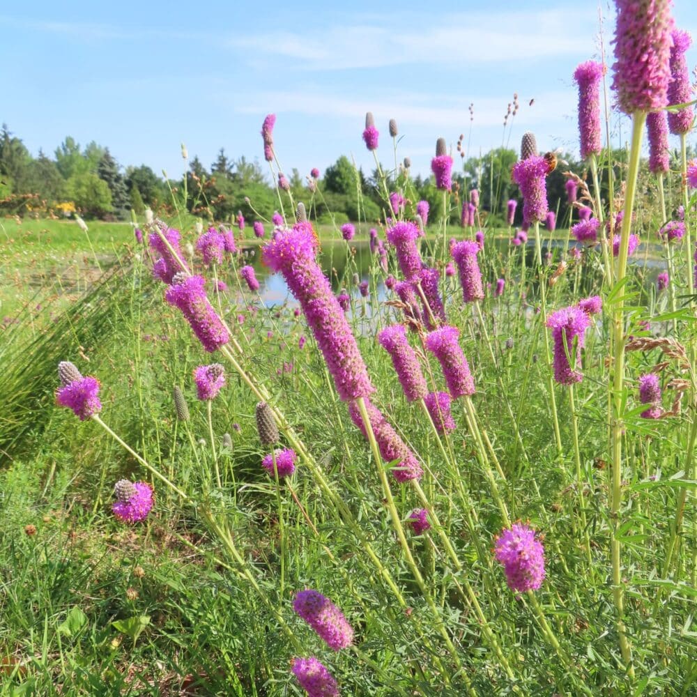 Purple Prairie Clover - Dalea purpurea -Great Basin Seed - clover seed ...