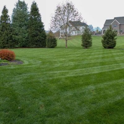 Emerald Elite Lawn and Turf Mix - Great Basin Seed