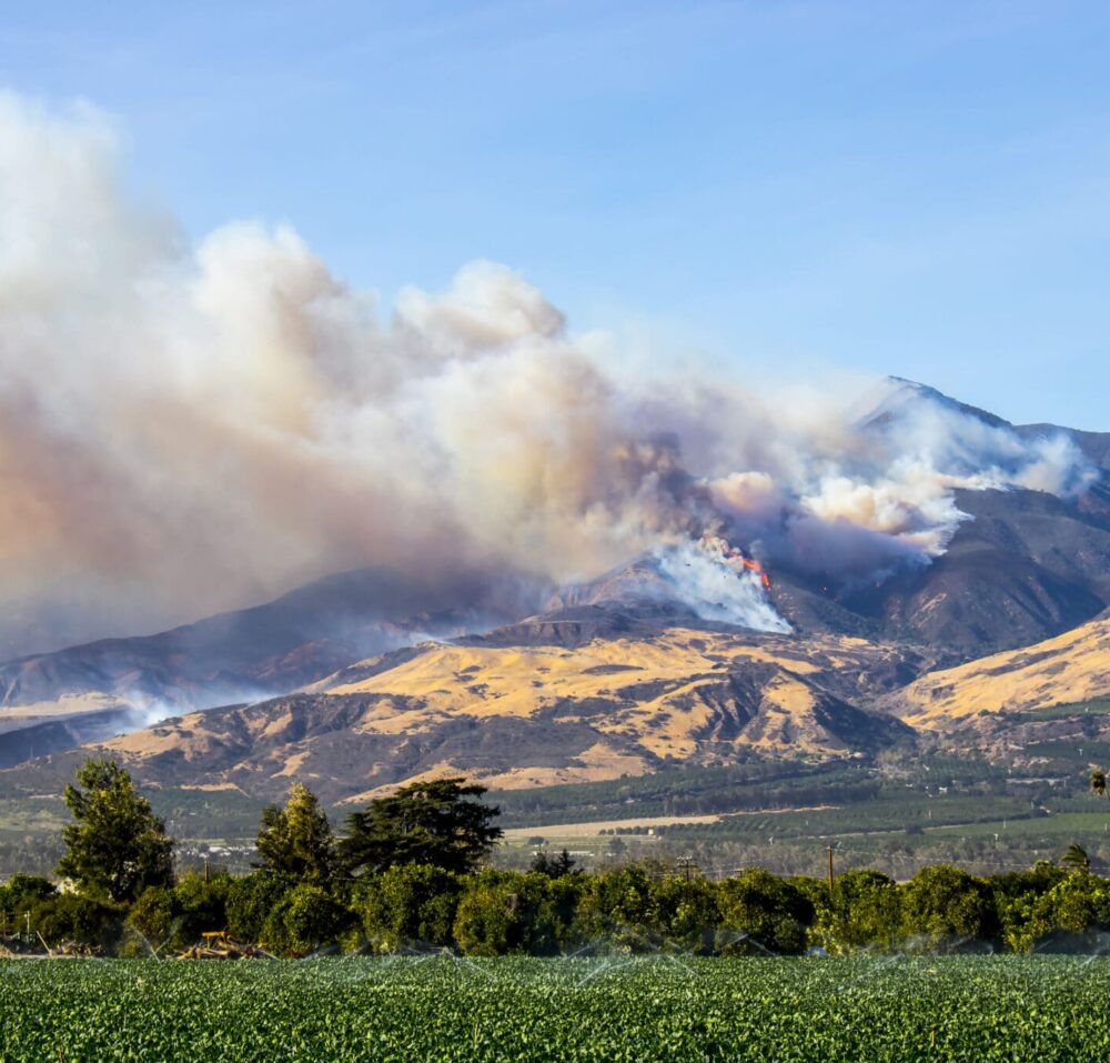 Durkee Wildfire Seed Mix Great Basin Seed - seed for fire restoration