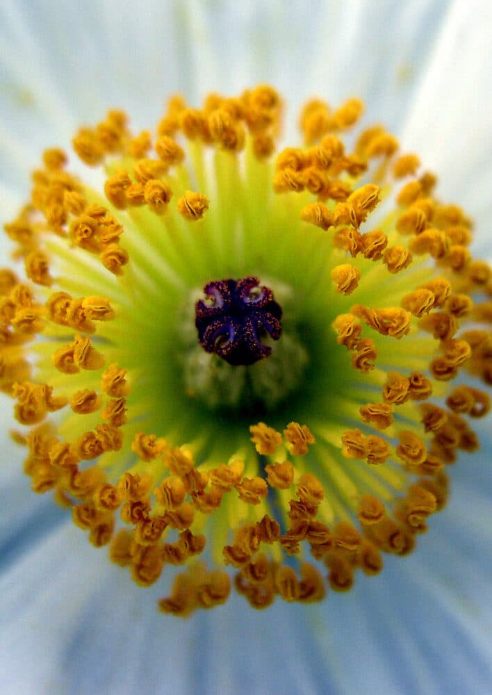 Flatbud Prickly Poppy - Argemone munita Poppy Family - Great Basin Seed