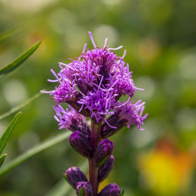 Great Basin Seed - your source for farm, ranch and range seed