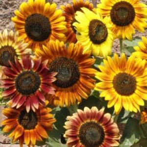 Great Basin Seed - your source for farm, ranch and range seed