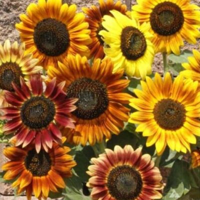 Great Basin Seed - your source for farm, ranch and range seed