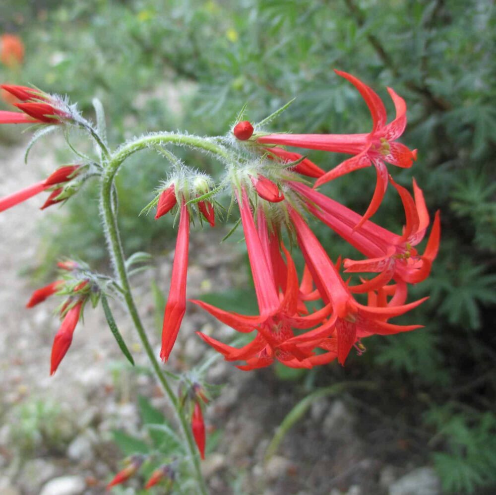 Scarlet Gilia (Ipomopsis aggregata) - Great Basin Seed