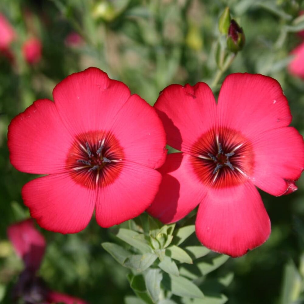 Scarlet Flax (Linum grandiflorum) - Great Basin Seed