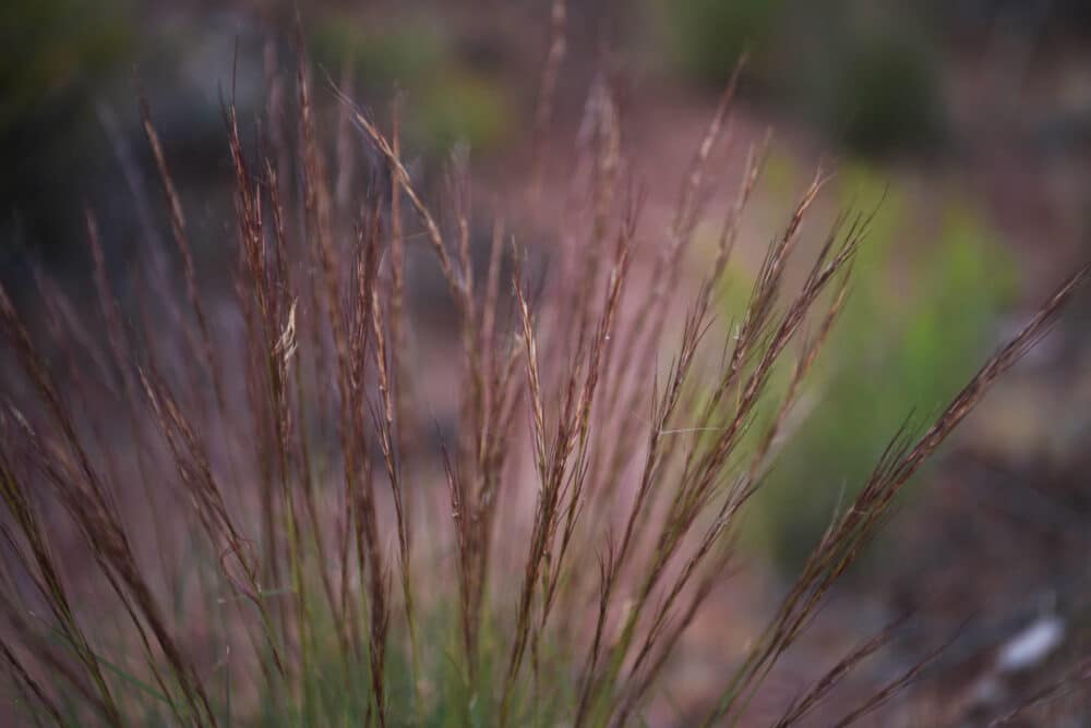 Purple Threeawn - Great Basin Seed