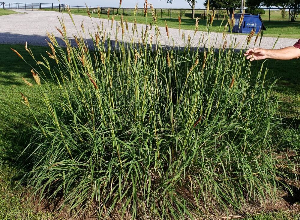 Eastern Gamagrass - Great Basin Seed