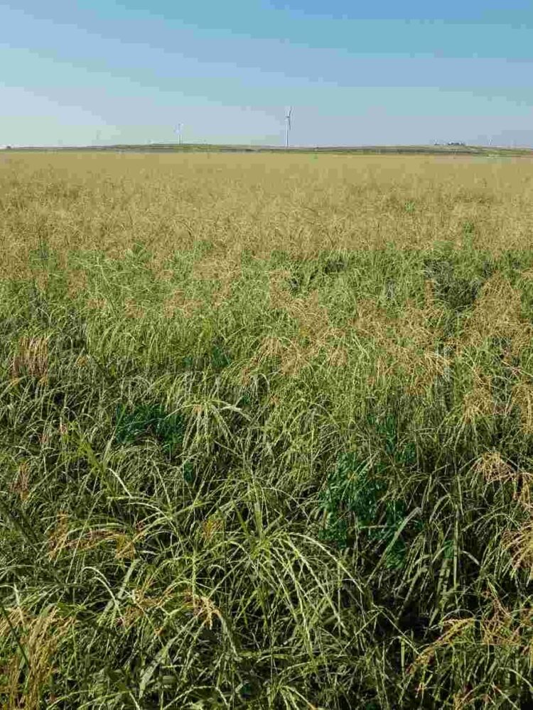 Green Sprangletop - Great Basin Seed