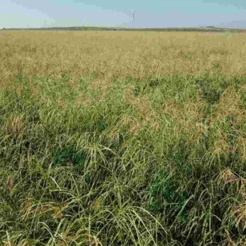 Green Sprangletop - Great Basin Seed