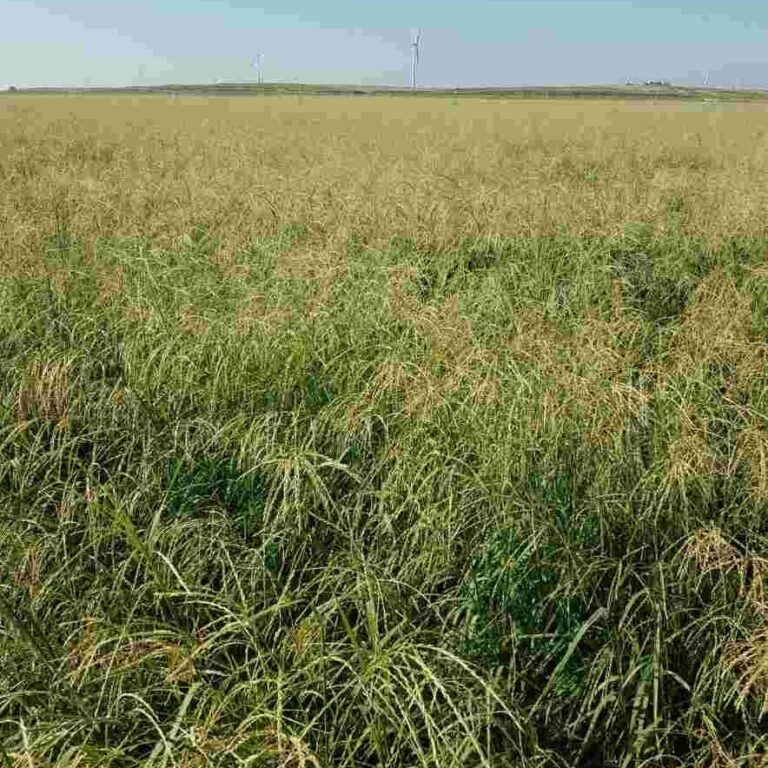 Green Sprangletop - Great Basin Seed