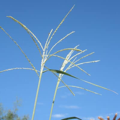 Green Sprangletop - Great Basin Seed