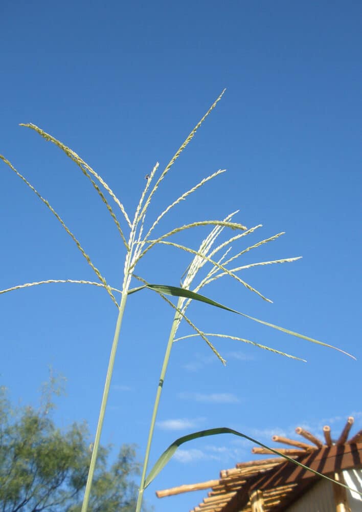 Green Sprangletop - Great Basin Seed