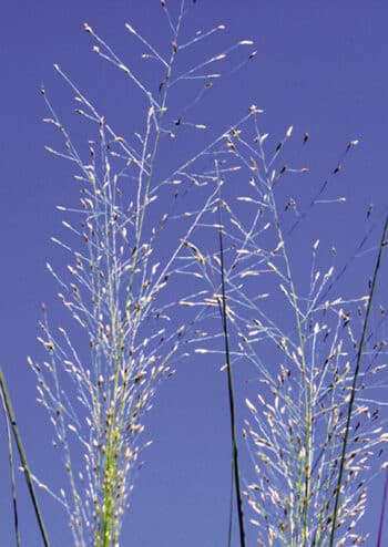 Sand Lovegrass - Great Basin Seed