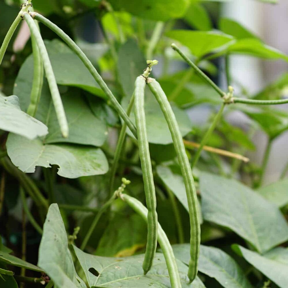 Cow Peas (vigna unguiculata) - Great Basin Seed