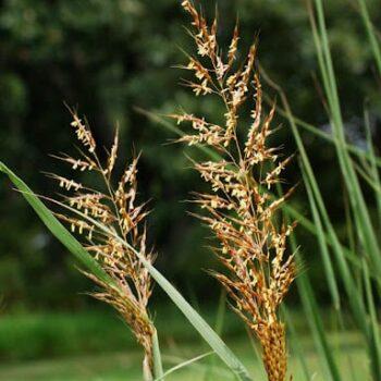 Indiangrass (Sorghastrum nutans) - Great Basin Seed