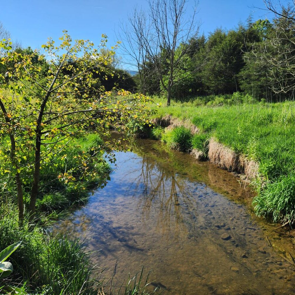 Streambank Seed Mix - Great Basin Seed