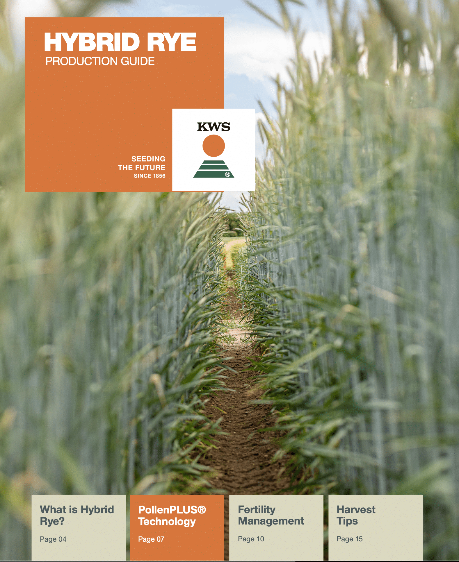 KWS Serafino - Hybrid Rye - Great Basin Seed