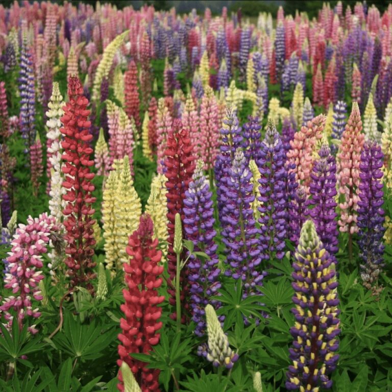 Great Basin Seed - your source for farm, ranch and range seed